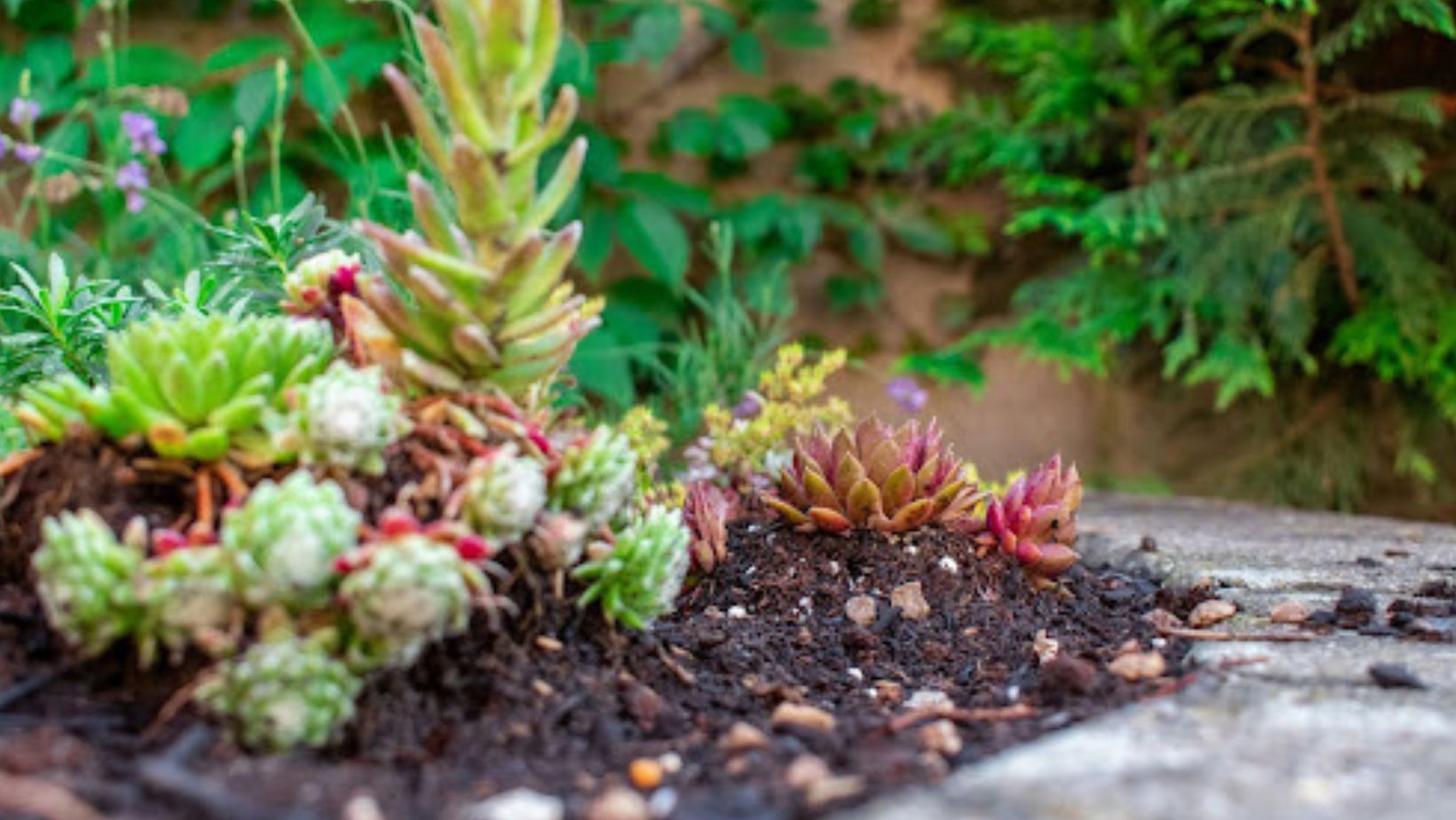 Building Your Dream Garden: How to Create an Outdoor Sanctuary ...